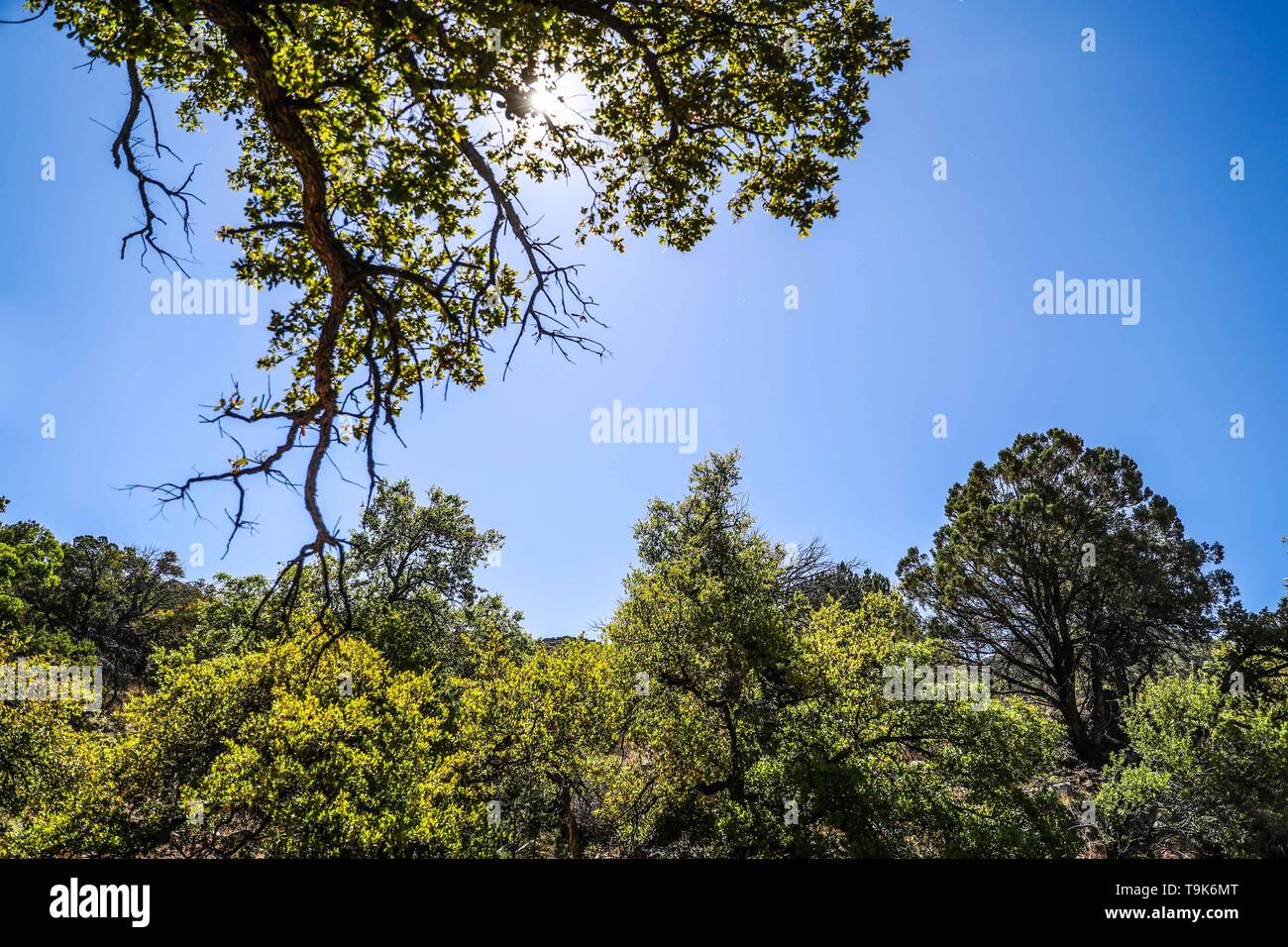 Foto de textura de madera -Fotos und -Bildmaterial in hoher Auflösung ...