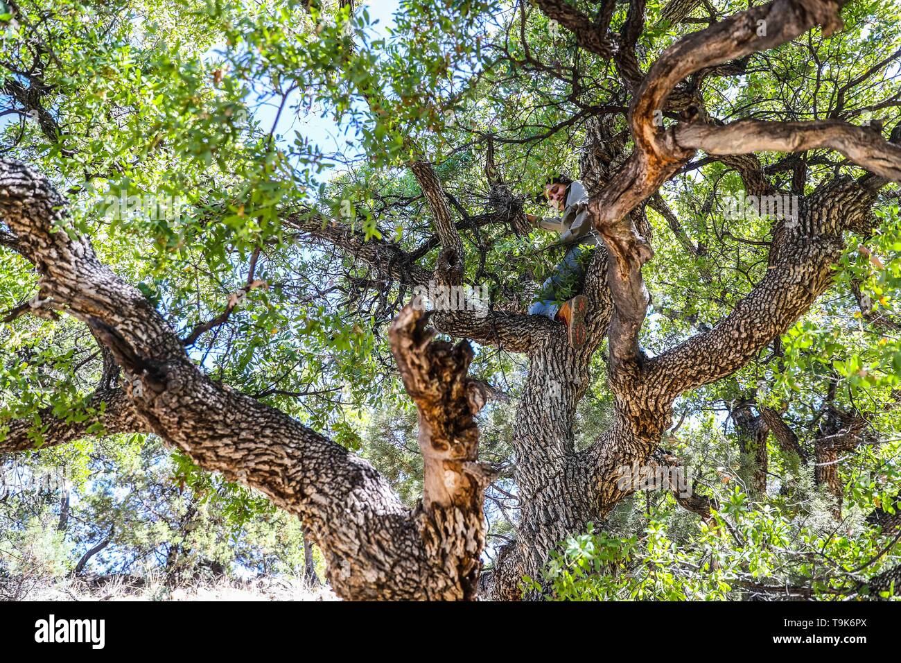 Oak Tree Forest, höfischen, Holzstruktur, Stamm, Zweige und Eiche ...