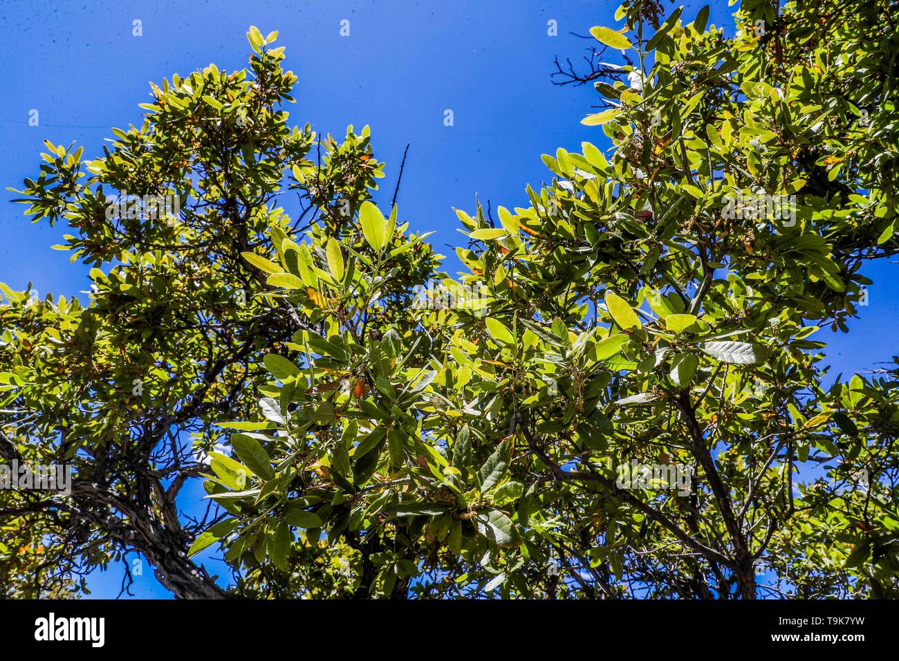 Foto de textura de madera -Fotos und -Bildmaterial in hoher Auflösung ...