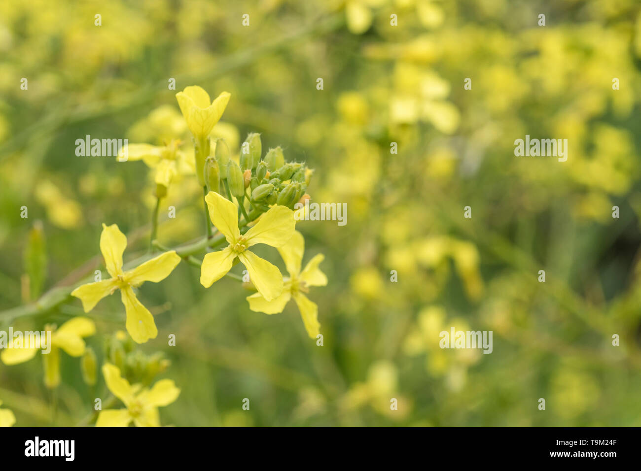 Meer Rettich/Raphanus raphanistrum Subsp maritimus in Blume an ...