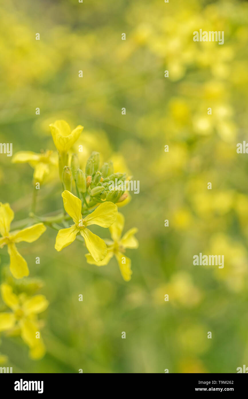 Nahaufnahme meerrettich blumen -Fotos und -Bildmaterial in hoher ...