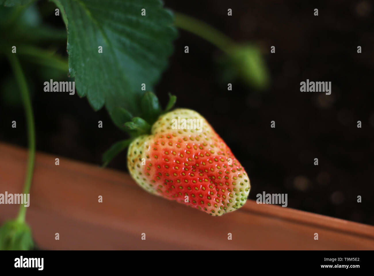 Frische Unreife Erdbeeren - halb grün und rot im Boden Stockfotografie ...