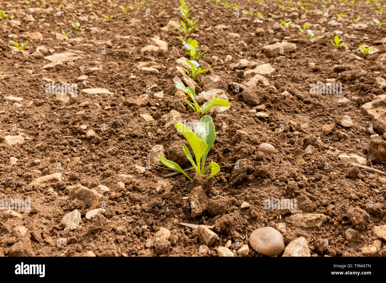 Sugar beet growing in field -Fotos und -Bildmaterial in hoher Auflösung ...