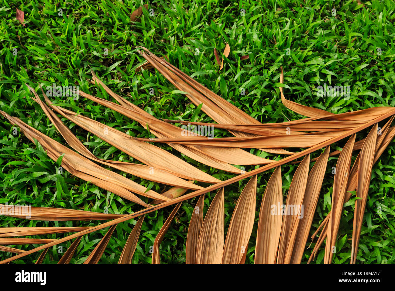 Trockene kokosnuss -Fotos und -Bildmaterial in hoher Auflösung - Seite ...