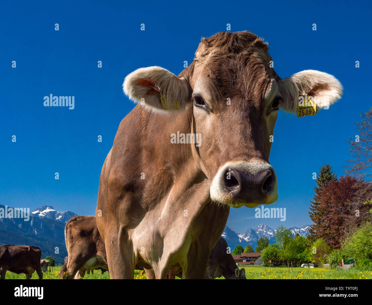 Kuh auf der Weide, Allgäuer braunen Rinder, Bayerniederhofen, Allgäu ... Kuh auf der Weide, Allgäuer braunen Rinder, Bayerniederhofen, Allgäu ...