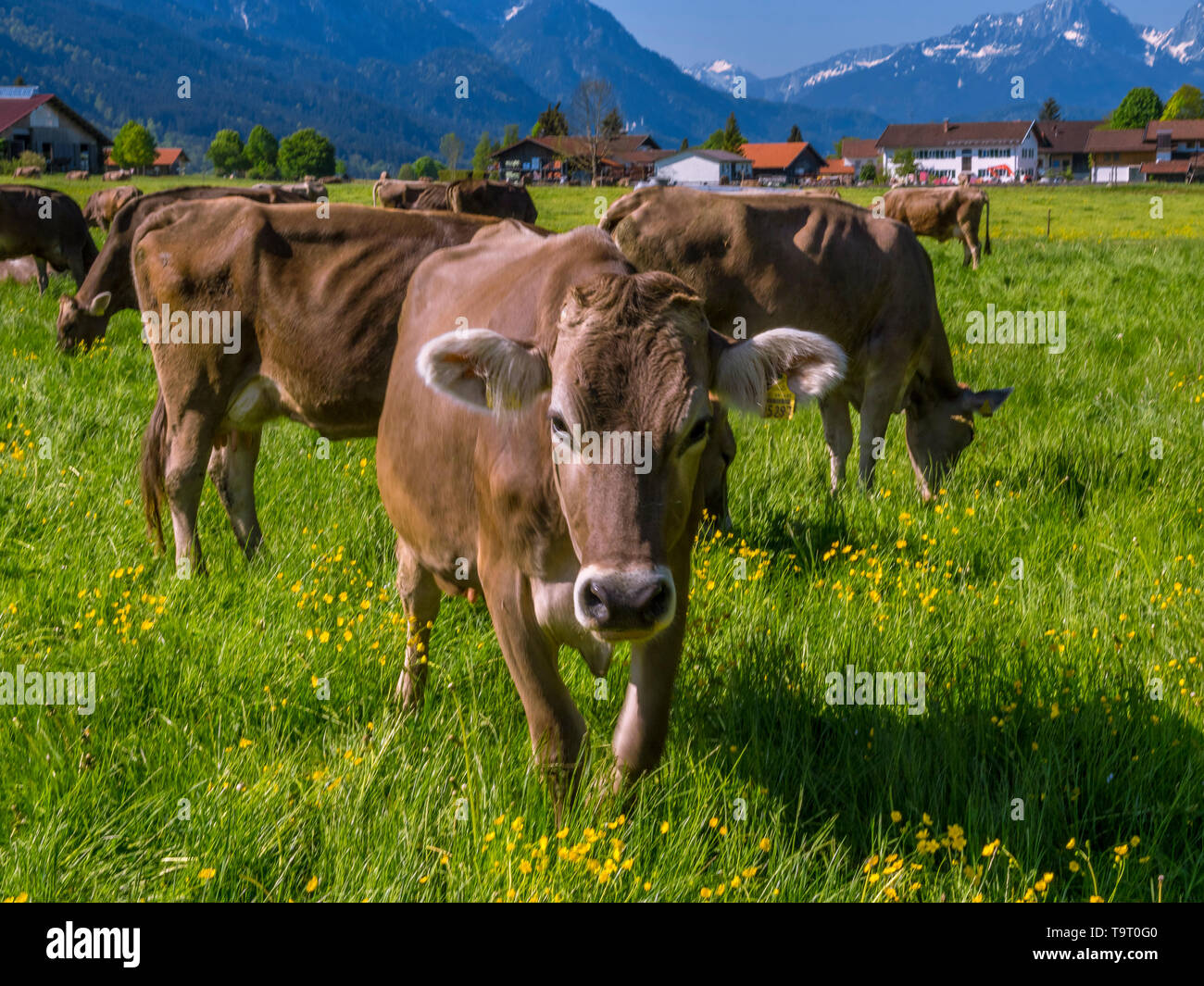 Kühe auf der Weide, Allgäuer braunen Rinder, Bayerniederhofen, Allgäu ... Kühe auf der Weide, Allgäuer braunen Rinder, Bayerniederhofen, Allgäu ...
