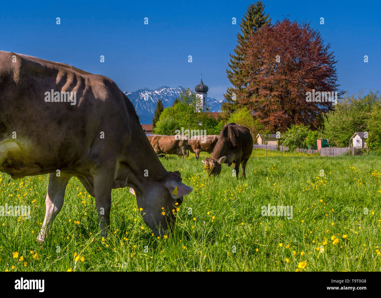 Kühe auf der Weide, Allgäuer braunen Rinder, Bayerniederhofen, Allgäu ... Kühe auf der Weide, Allgäuer braunen Rinder, Bayerniederhofen, Allgäu ...