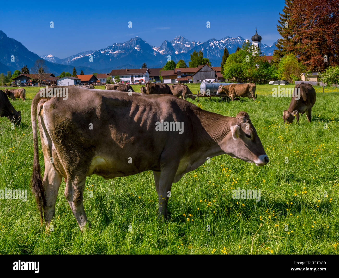 Kühe auf der Weide, Allgäuer braunen Rinder, Bayerniederhofen, Allgäu ... Kühe auf der Weide, Allgäuer braunen Rinder, Bayerniederhofen, Allgäu ...