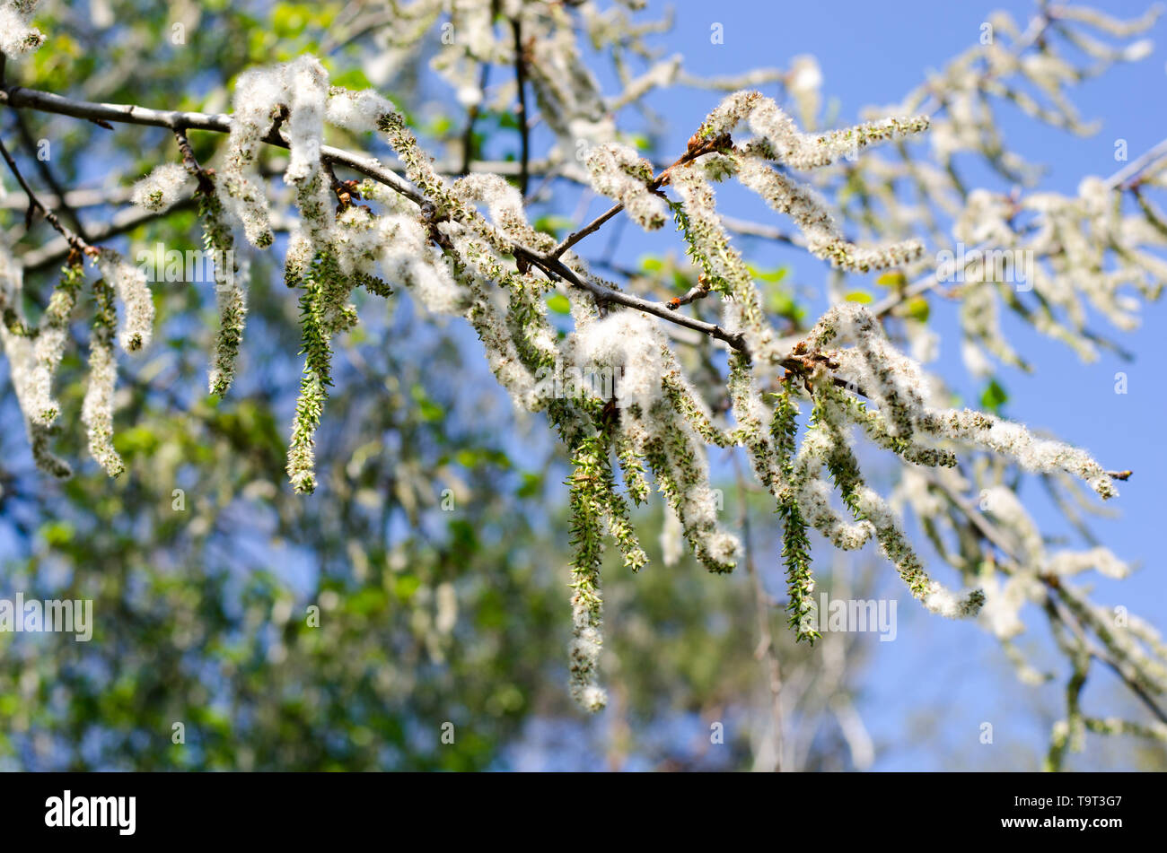 Cottonwood tree pollen -Fotos und -Bildmaterial in hoher Auflösung – Alamy