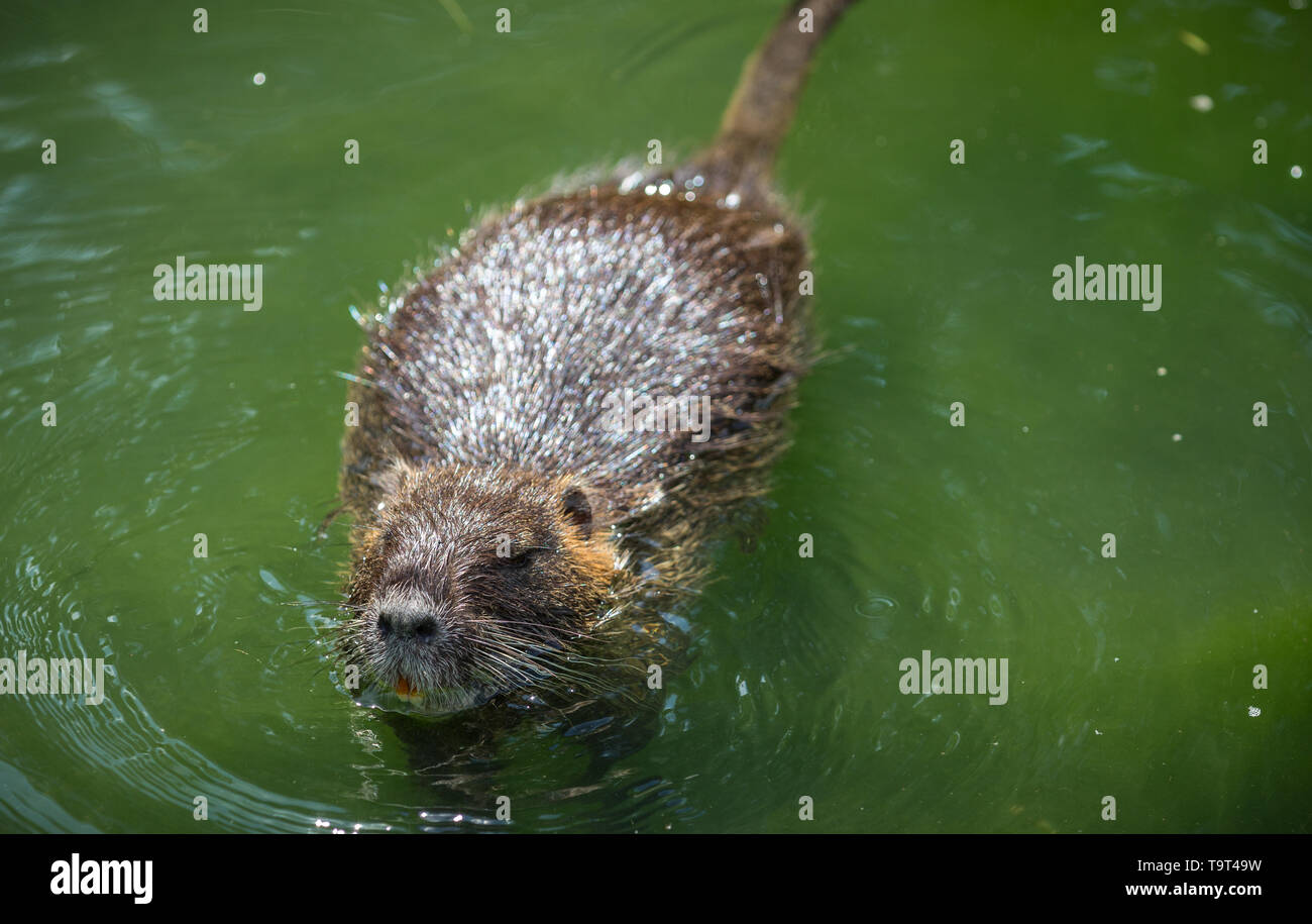 Erwachsener biber -Fotos und -Bildmaterial in hoher Auflösung – Alamy