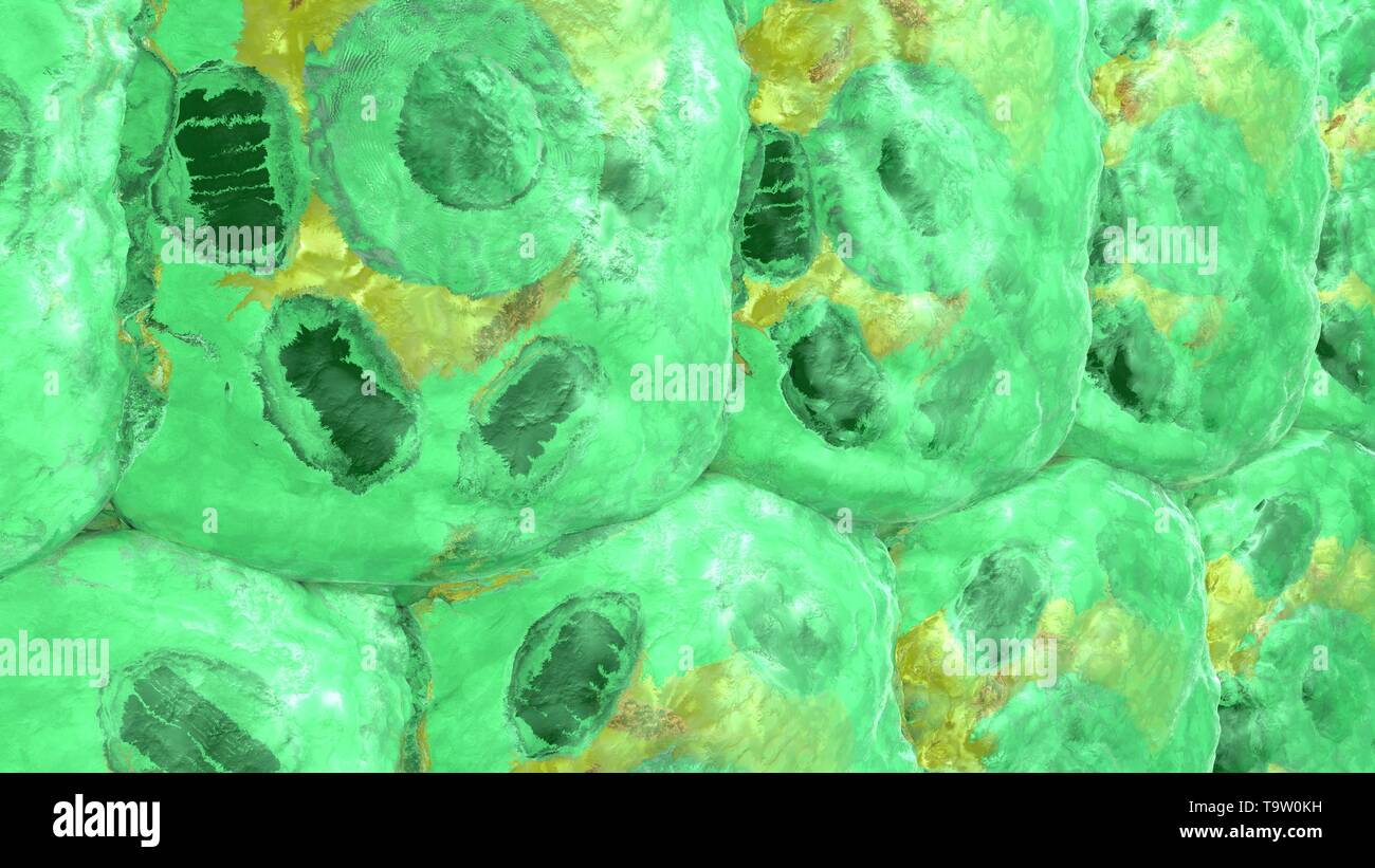 Chlorophyll microscope -Fotos und -Bildmaterial in hoher Auflösung ...