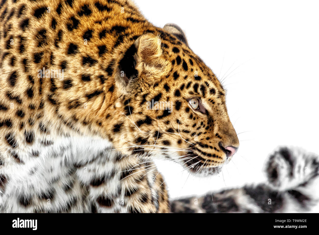 Die Amur Leopard ist ein Leopard Unterarten von SE NE Russland und ...