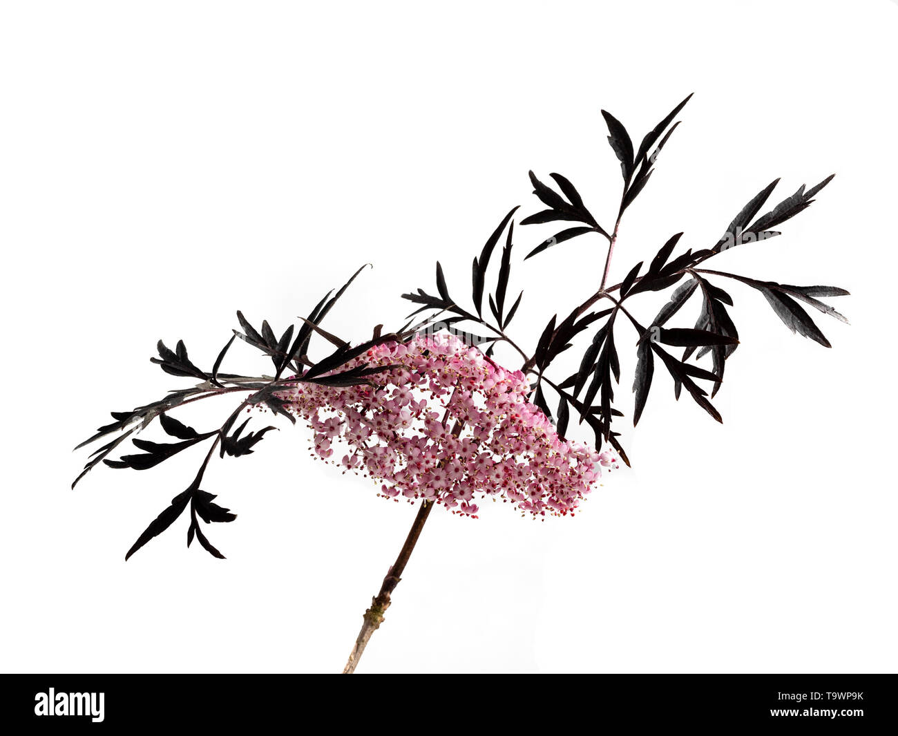 Schnitt auf weißem hintergrund -Fotos und -Bildmaterial in hoher ...