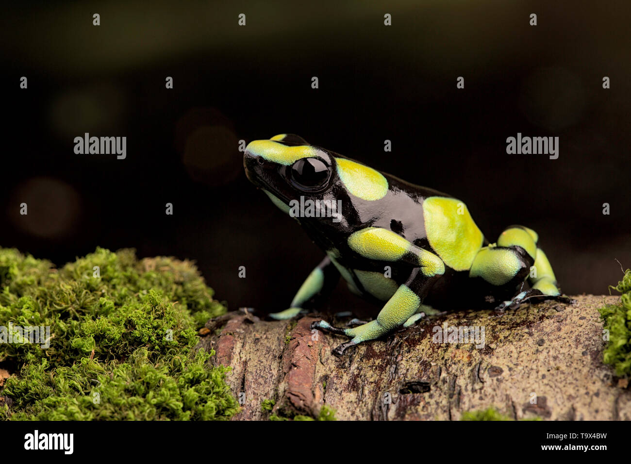 Toxical animal -Fotos und -Bildmaterial in hoher Auflösung – Alamy