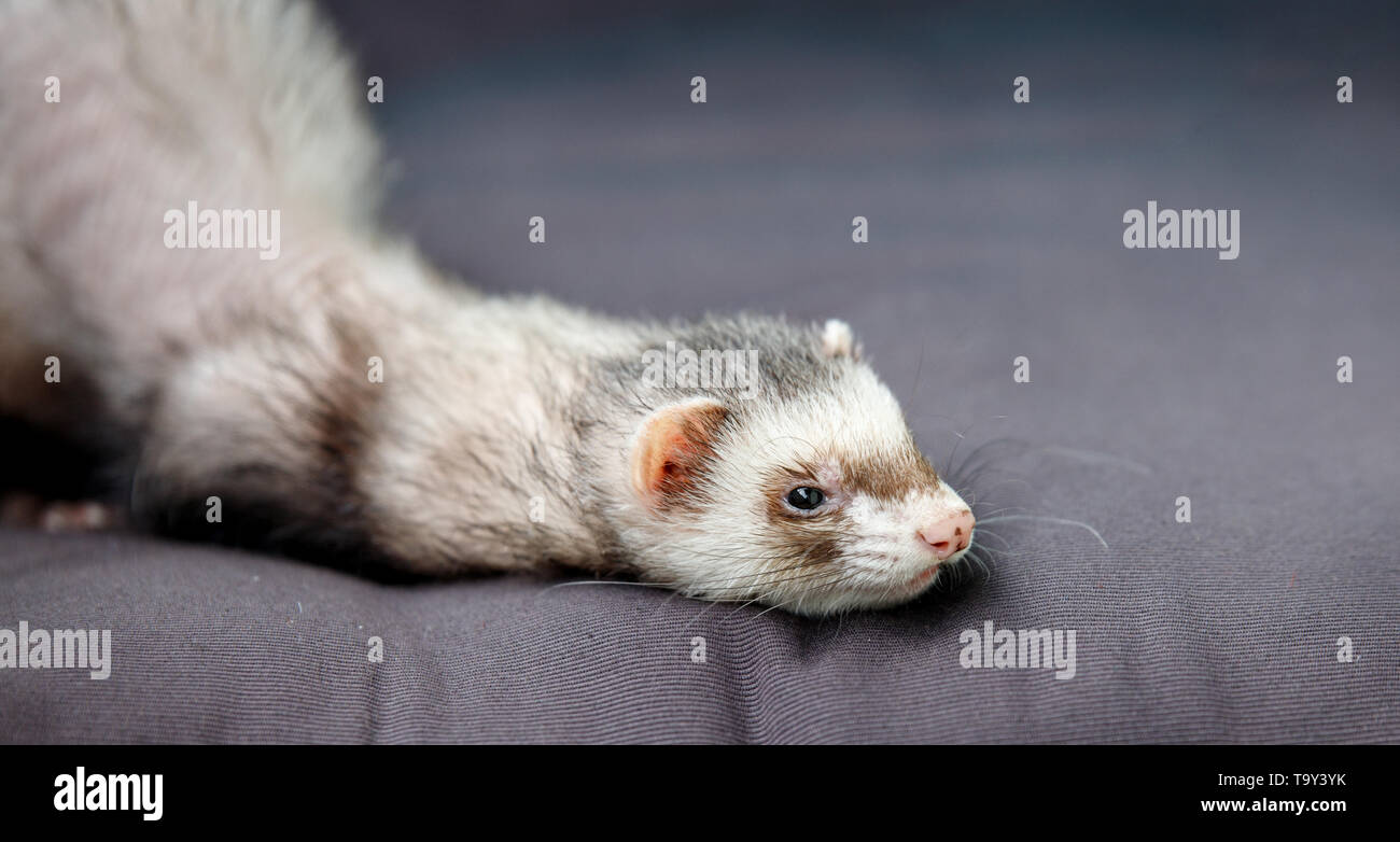 Baby Stinktier Stockfotos und -bilder Kaufen - Alamy