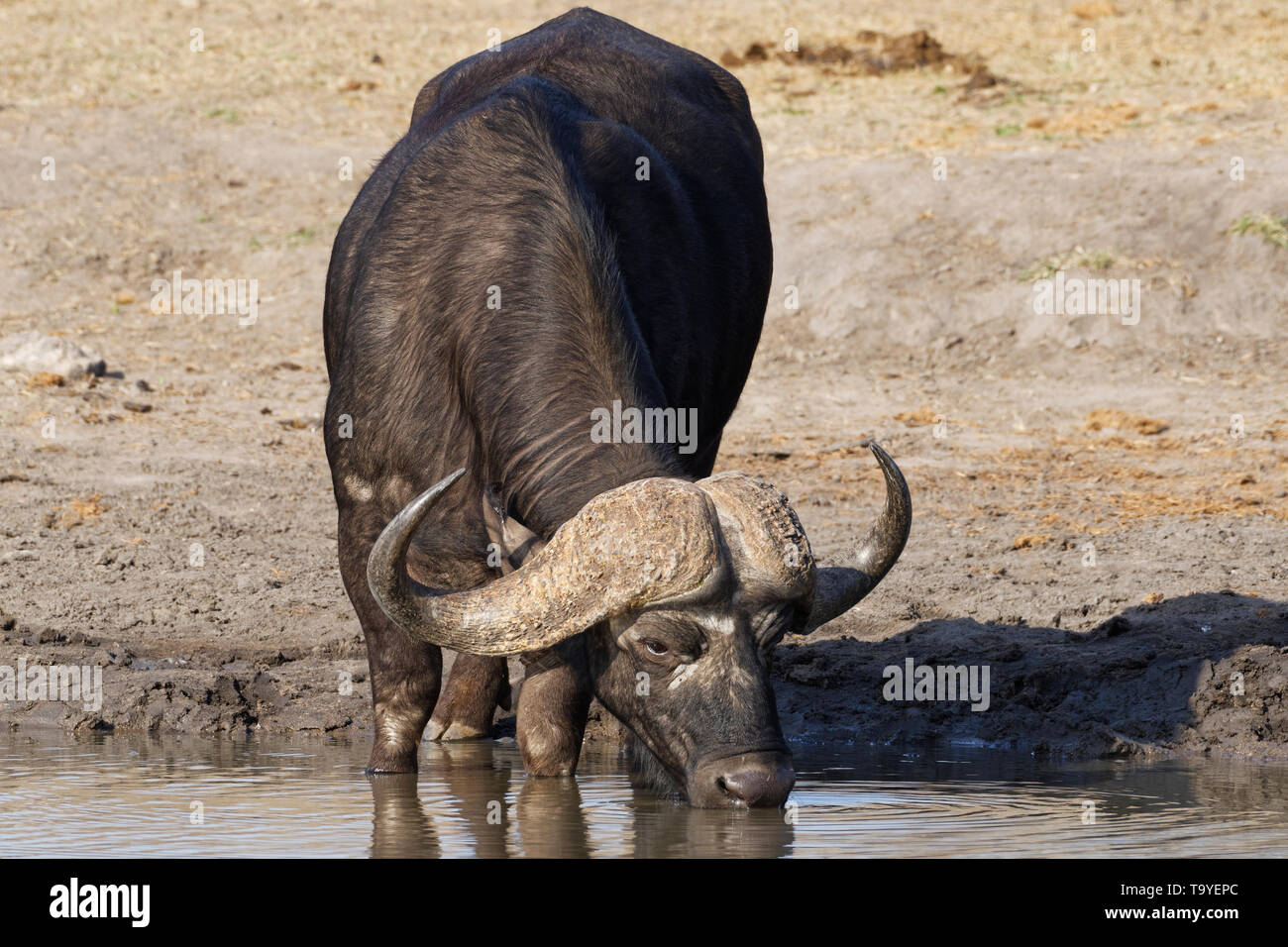 Frontal close up cape buffalo -Fotos und -Bildmaterial in hoher ...
