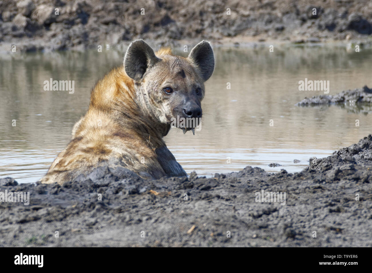 Im schlamm baden -Fotos und -Bildmaterial in hoher Auflösung – Alamy