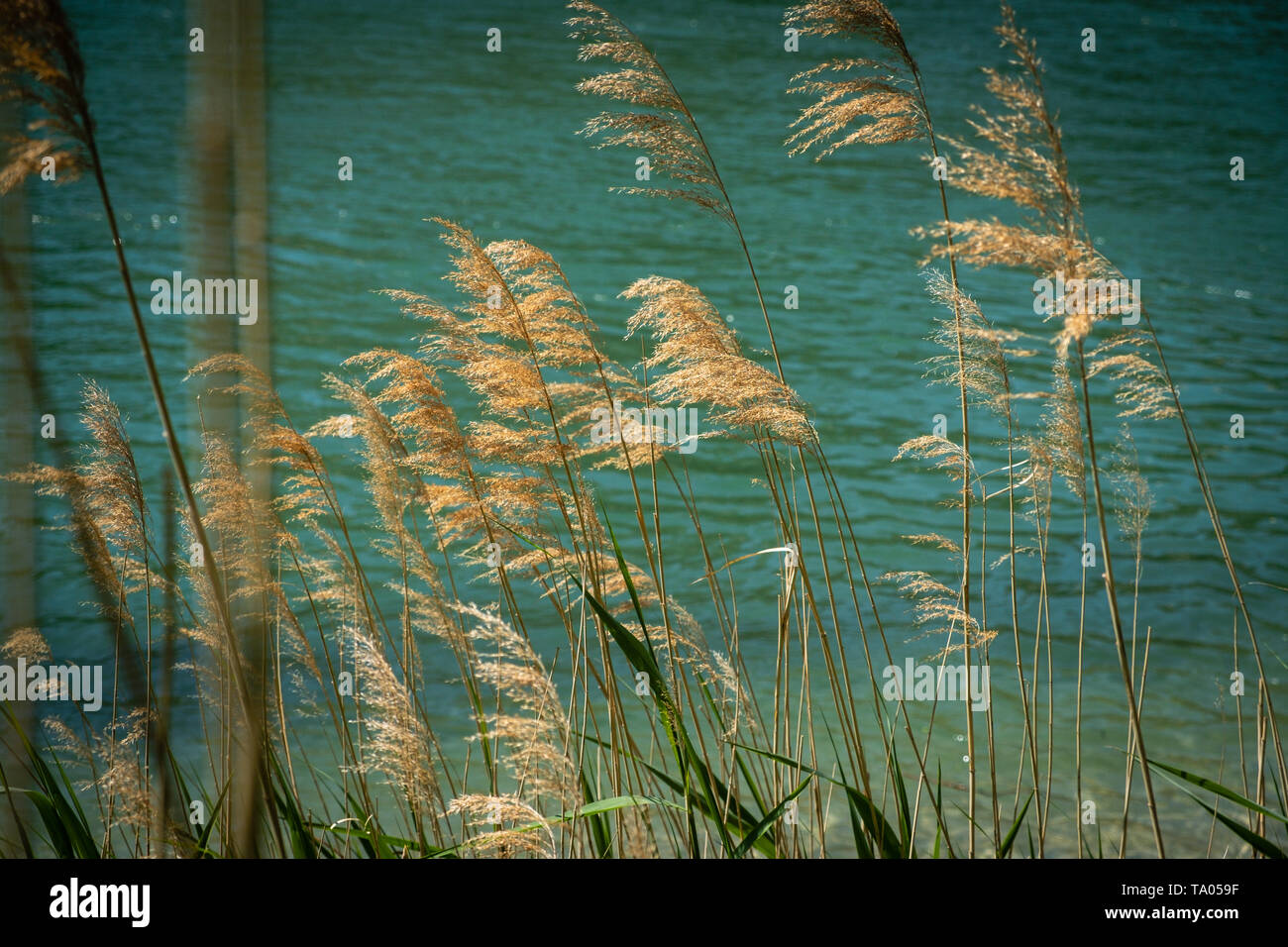 Fluss doree plantage -Fotos und -Bildmaterial in hoher Auflösung – Alamy