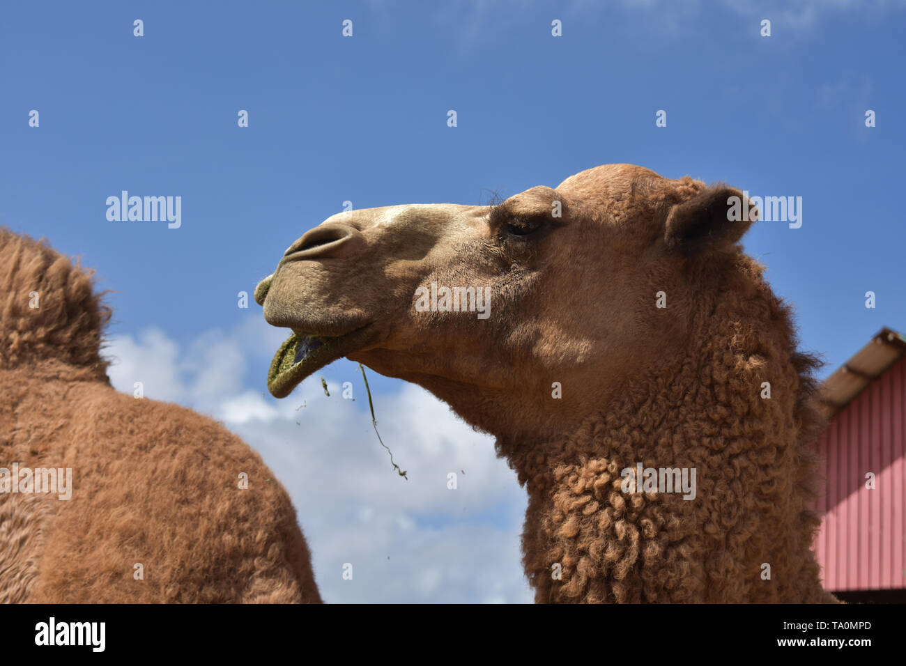 Kamele Mit Offenem Mund Stockfotos und -bilder Kaufen - Alamy