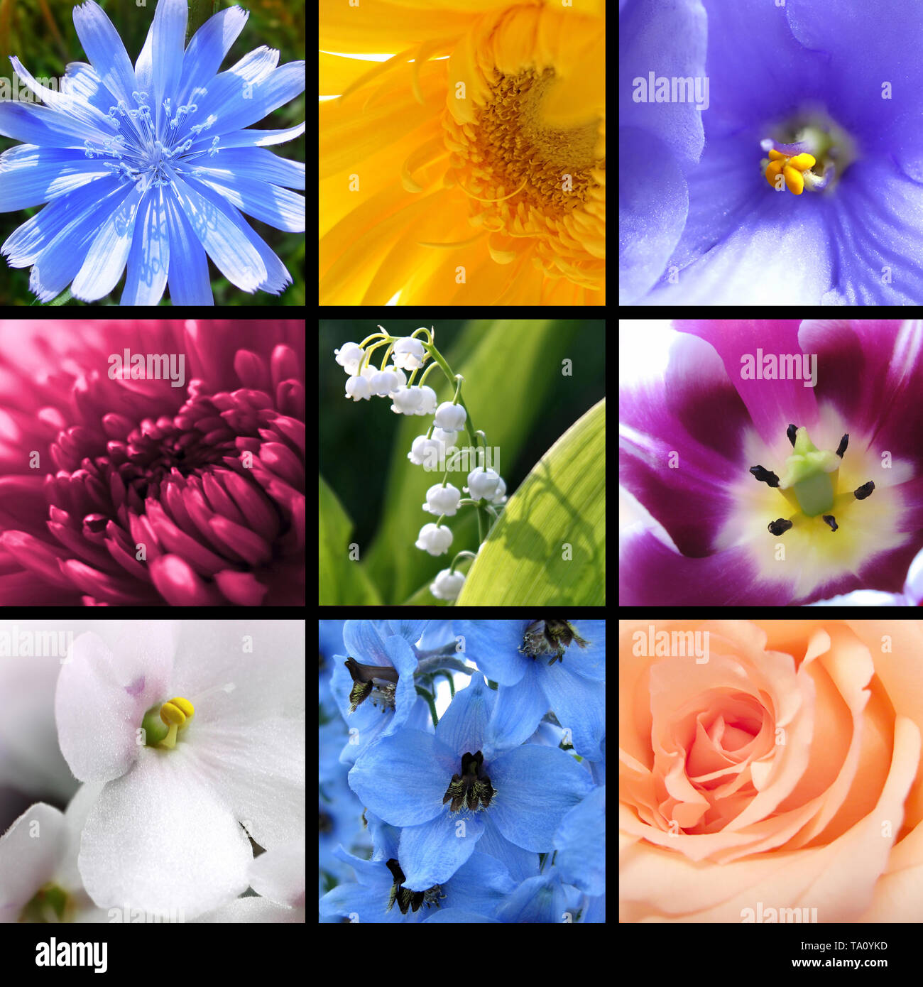 Collage blumen -Fotos und -Bildmaterial in hoher Auflösung – Alamy