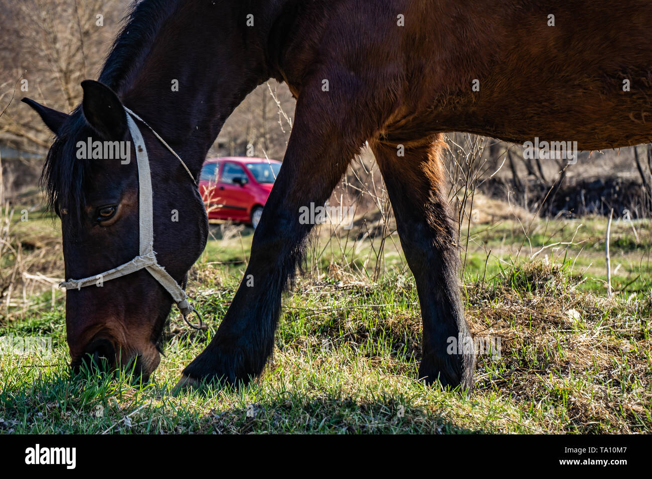 Großes braunes pferd -Fotos und -Bildmaterial in hoher Auflösung – Alamy