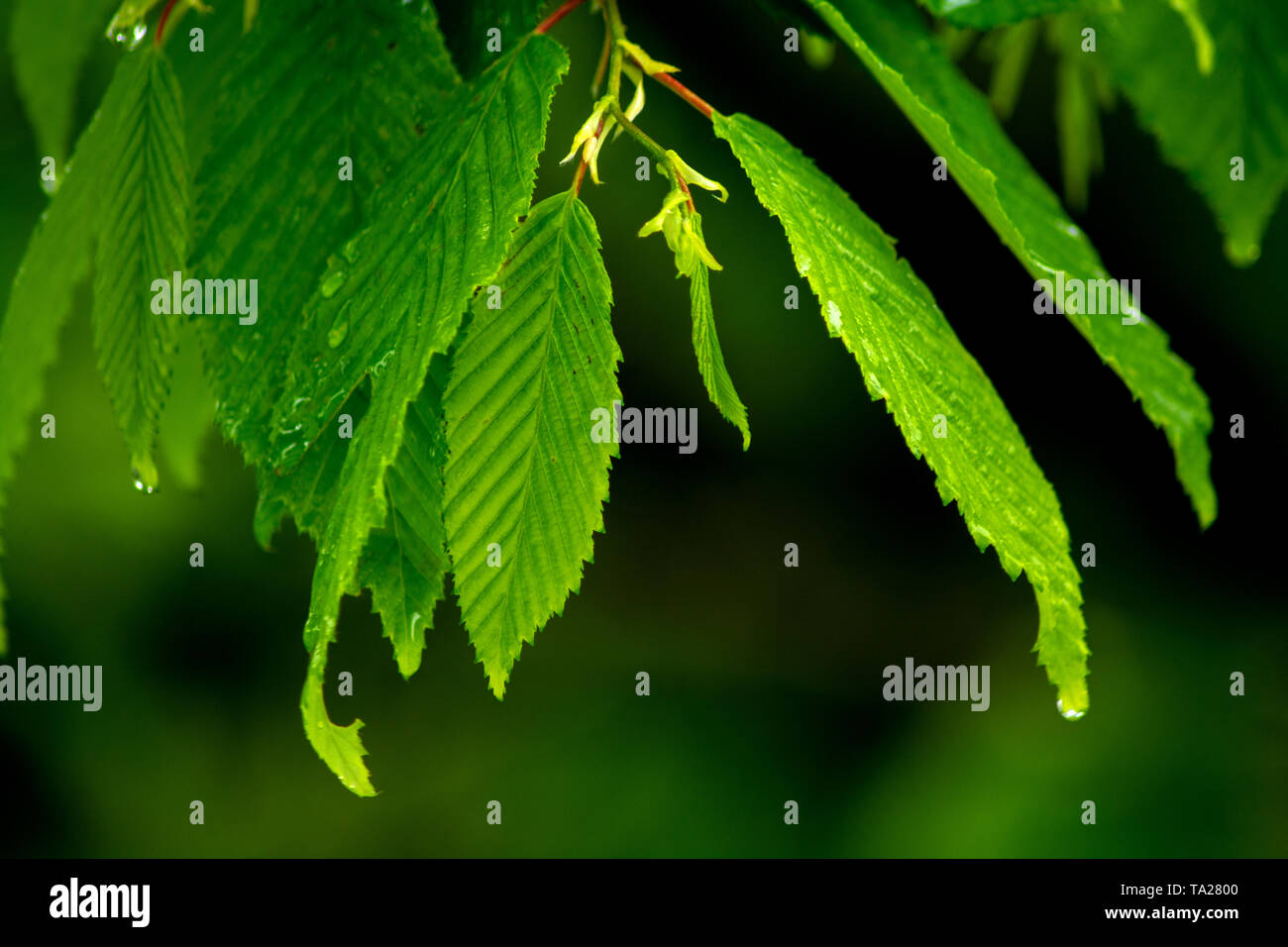 Grune blaetter -Fotos und -Bildmaterial in hoher Auflösung – Alamy