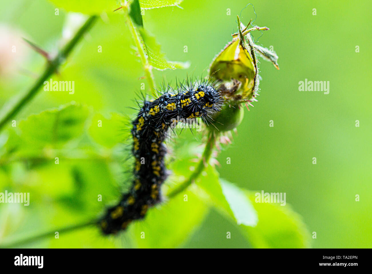 Gelbe und schwarze raupe mit punkte -Fotos und -Bildmaterial in hoher ...