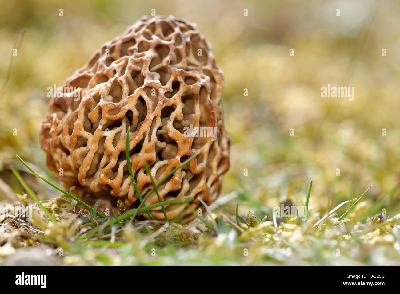 Genießbare Morel Pilz - Morchella esculenta Braunton Burrows, Devon ...
