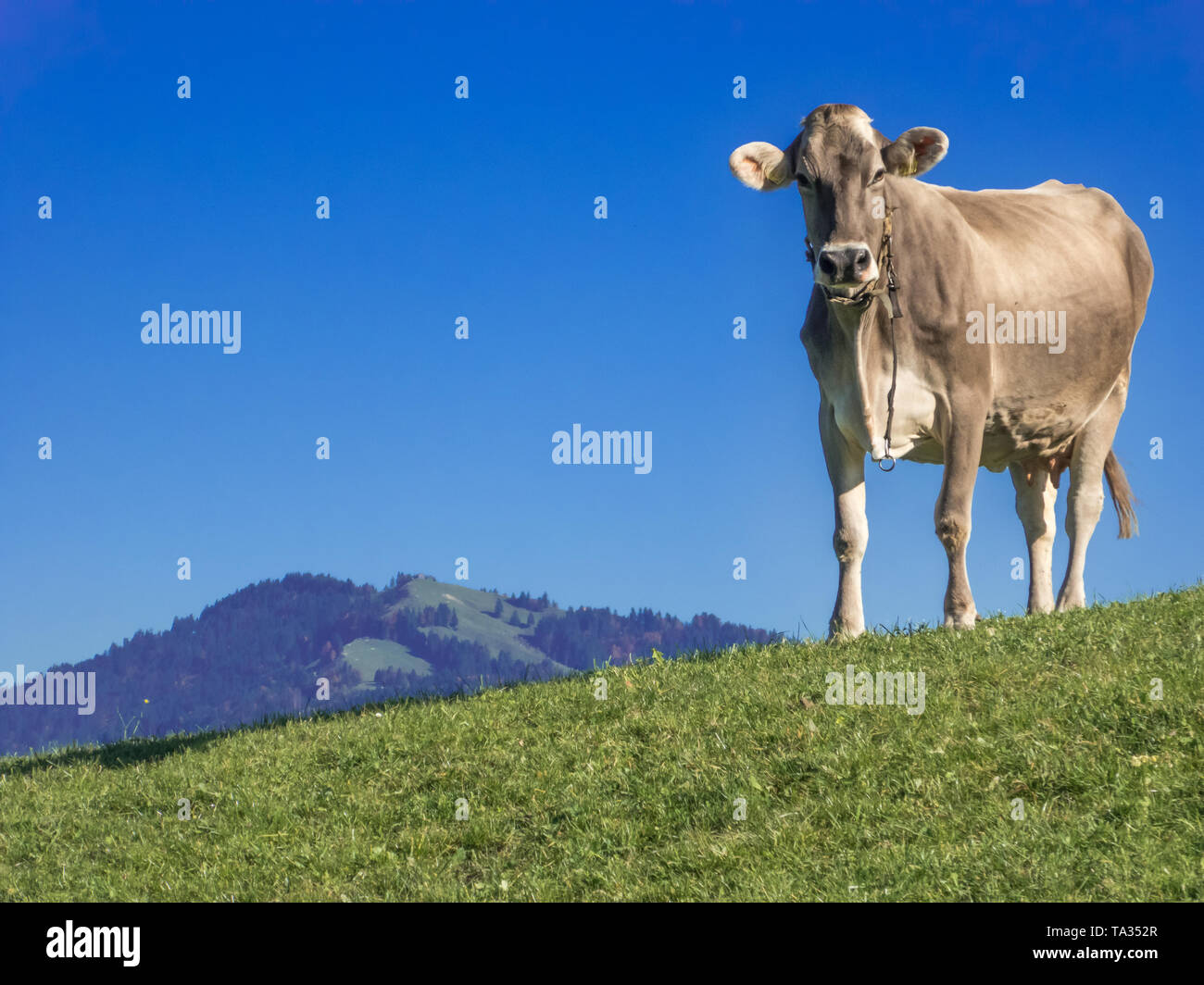 Alp landwirtschaft -Fotos und -Bildmaterial in hoher Auflösung – Alamy