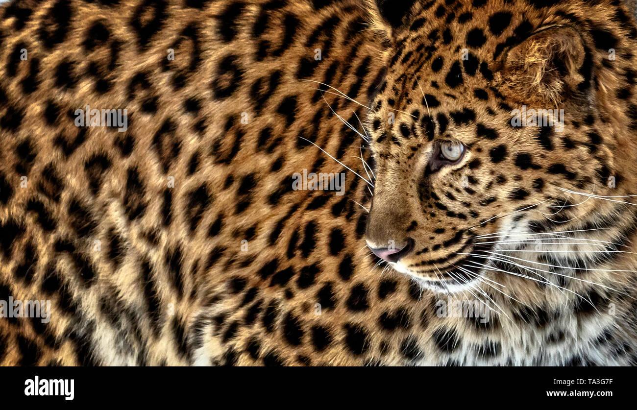 Siberian leopard -Fotos und -Bildmaterial in hoher Auflösung – Alamy