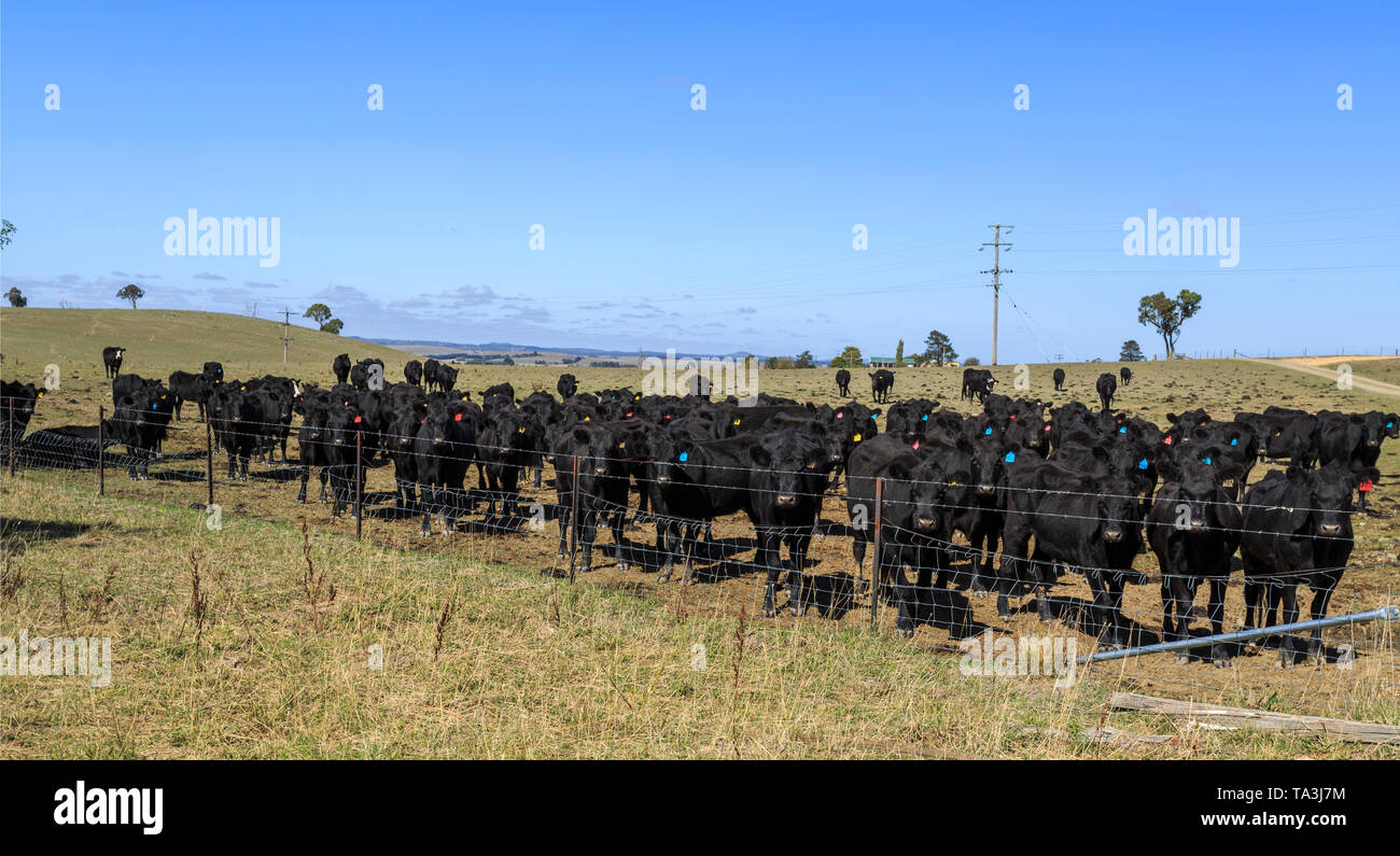 Angus region -Fotos und -Bildmaterial in hoher Auflösung – Alamy