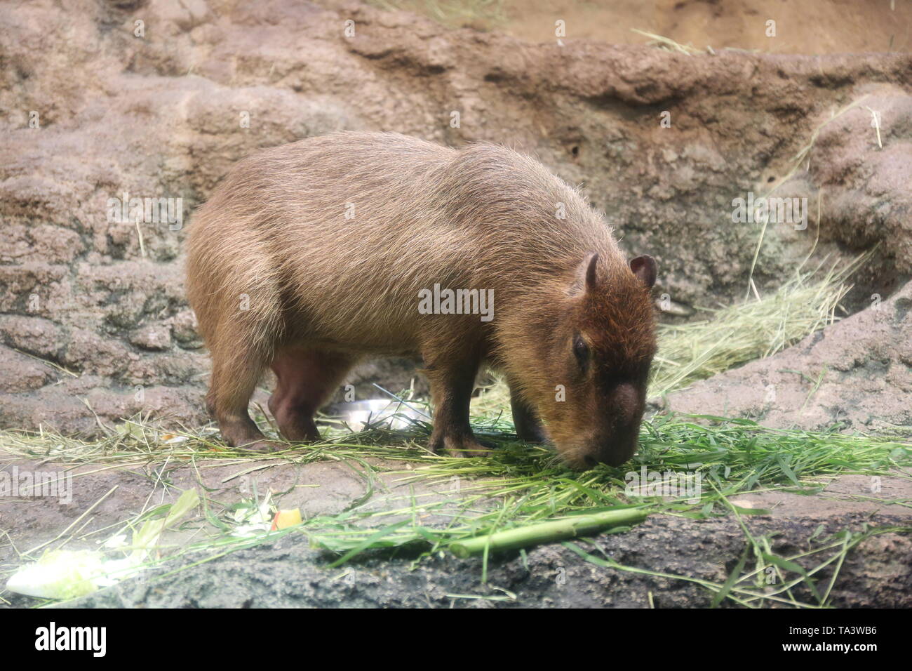 Capybara bild -Fotos und -Bildmaterial in hoher Auflösung – Alamy