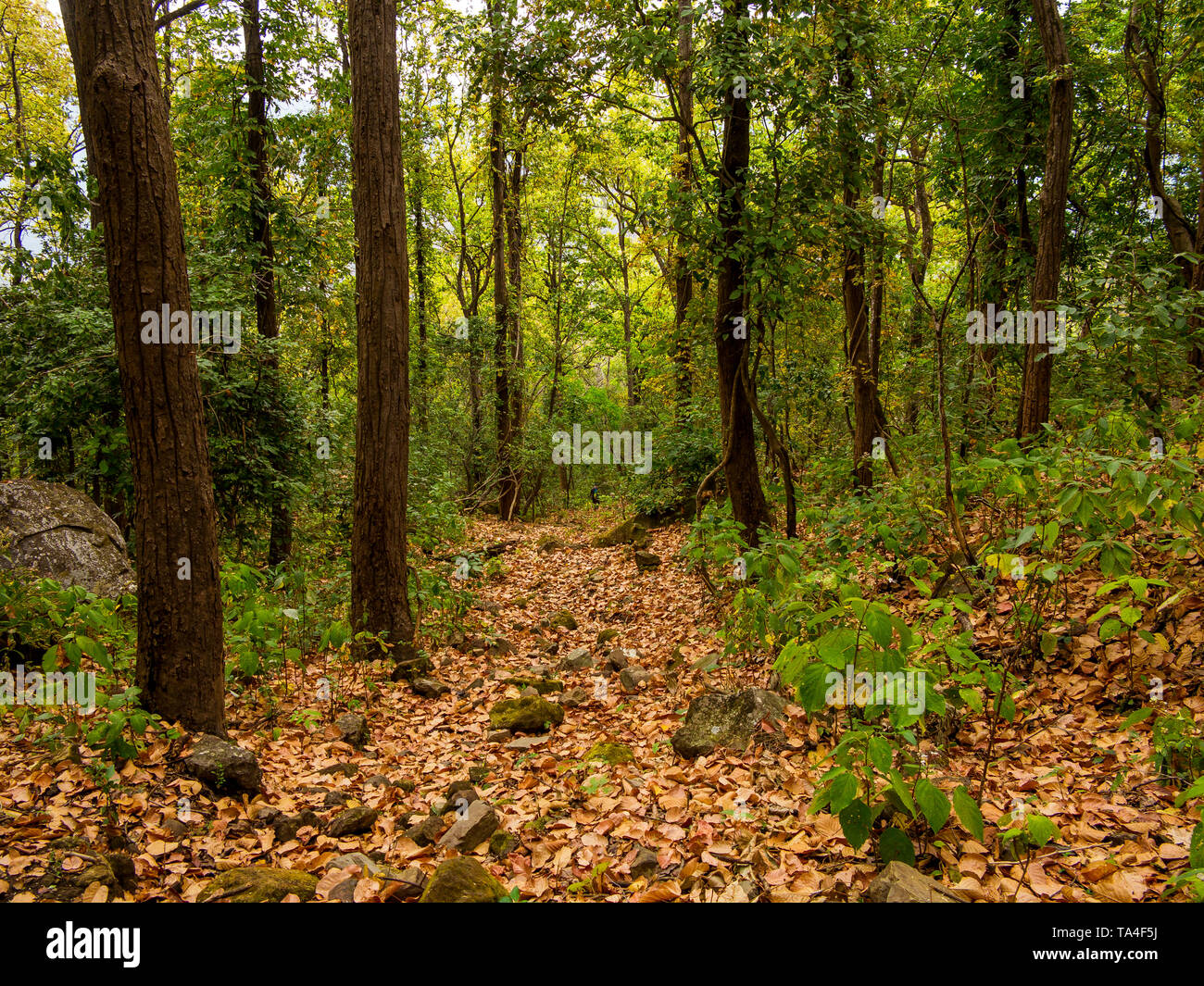Thak maneater -Fotos und -Bildmaterial in hoher Auflösung – Alamy