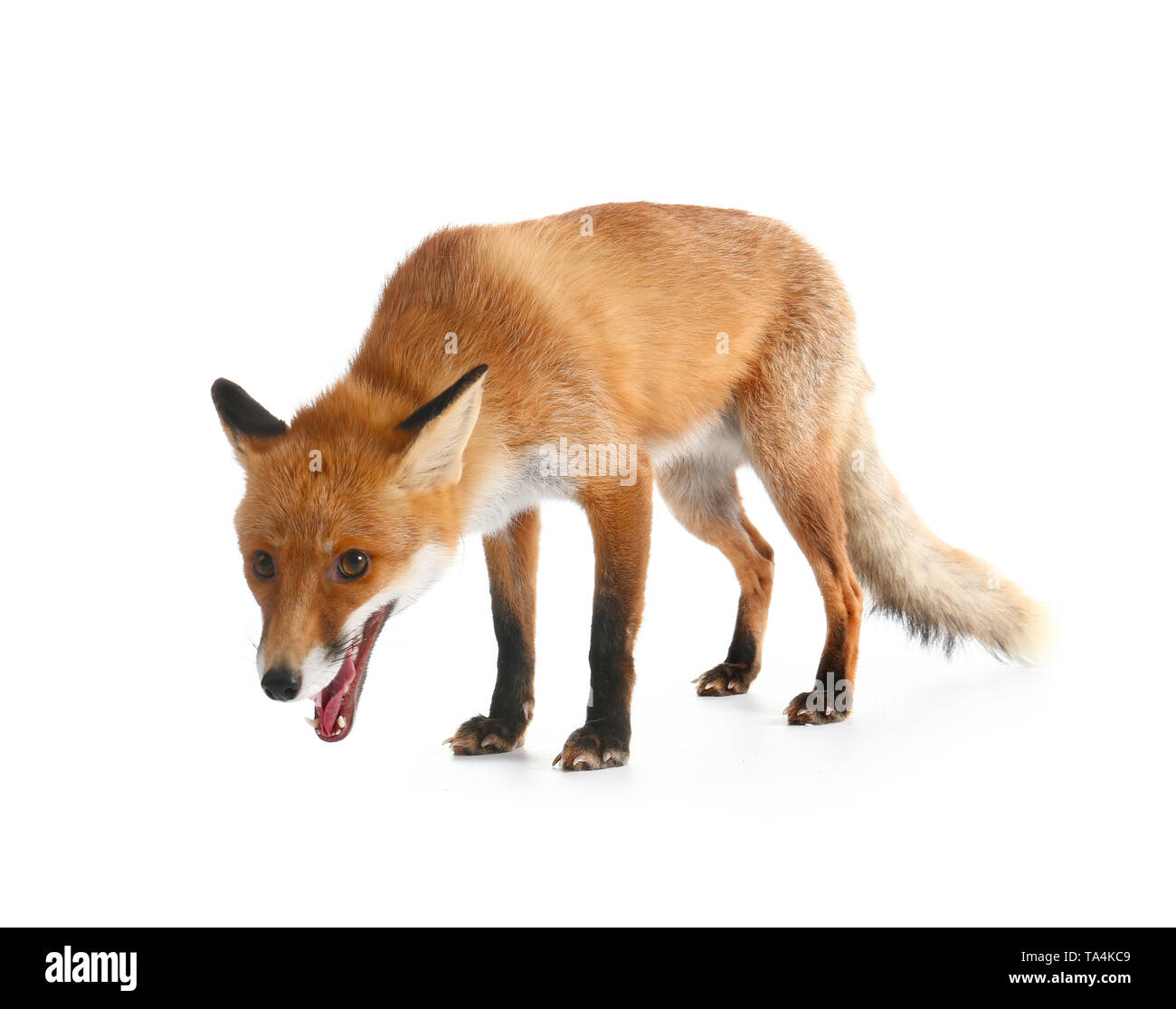 Lustiger Fuchs Stockfotos und -bilder Kaufen - Alamy