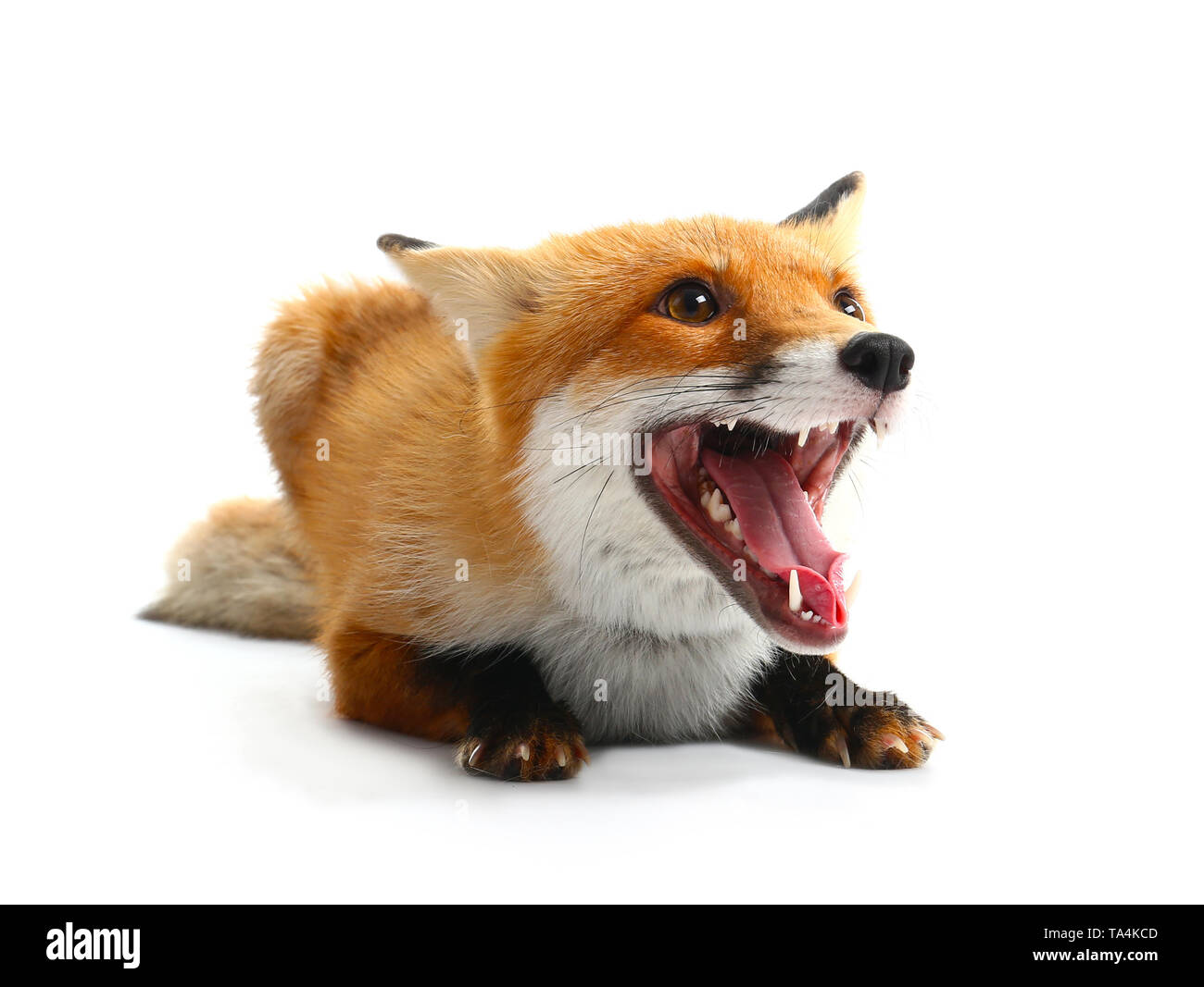 Lustiger fuchs -Fotos und -Bildmaterial in hoher Auflösung – Alamy