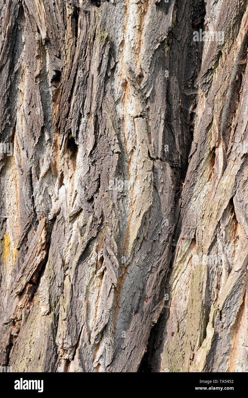 Baum Rinde eines Robinie Stockfotografie - Alamy