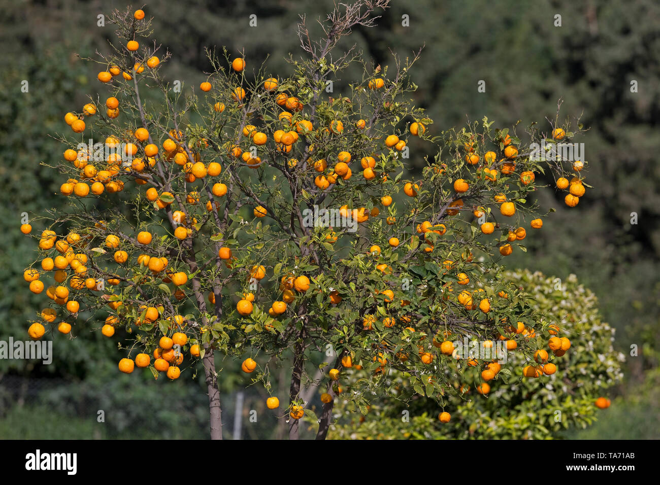 Oranger citrus sinensis -Fotos und -Bildmaterial in hoher Auflösung – Alamy