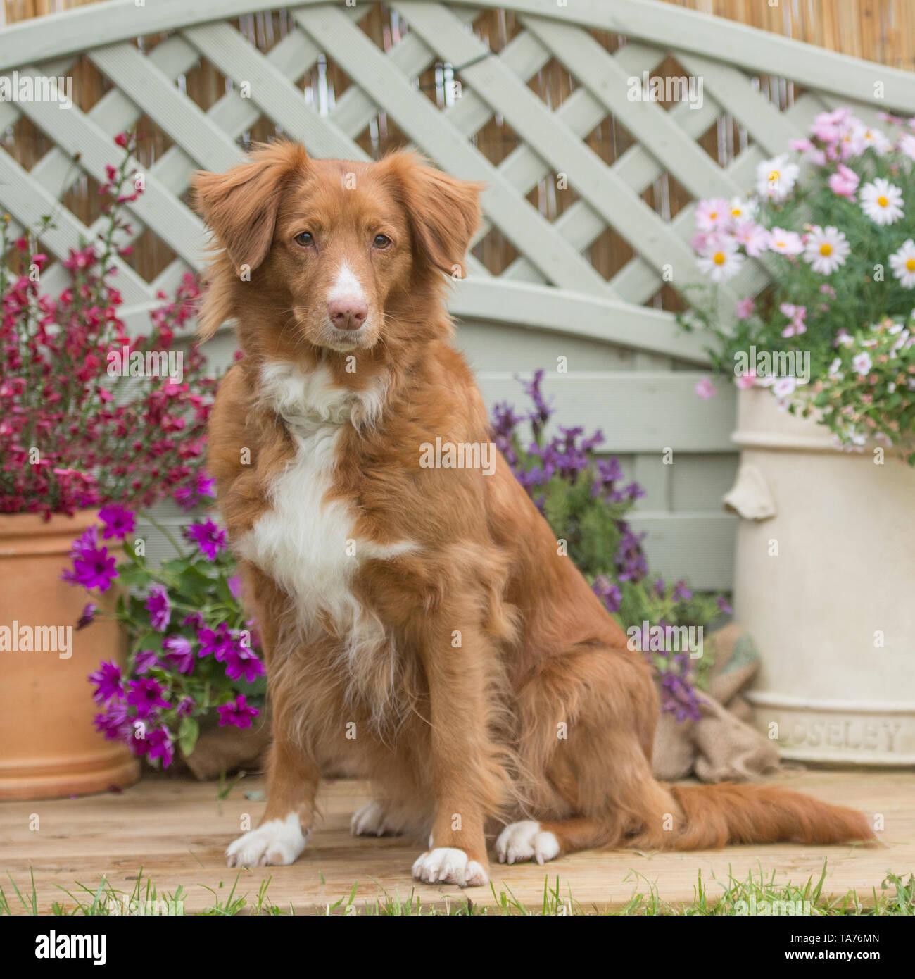 Nova scotia duck toller retriever -Fotos und -Bildmaterial in hoher ...