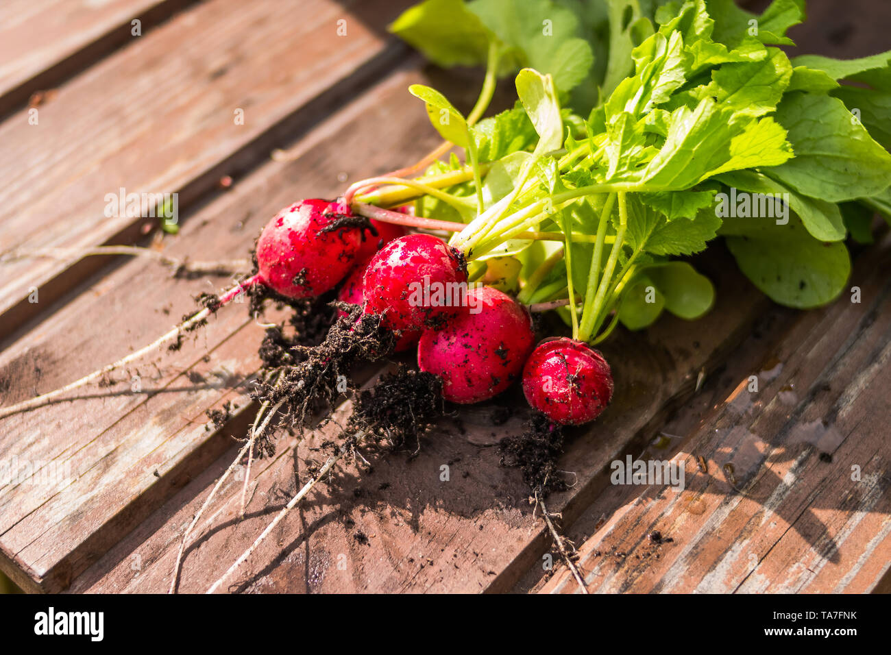 European Radish Raphanus Sativus Stockfotos & European Radish Raphanus ...