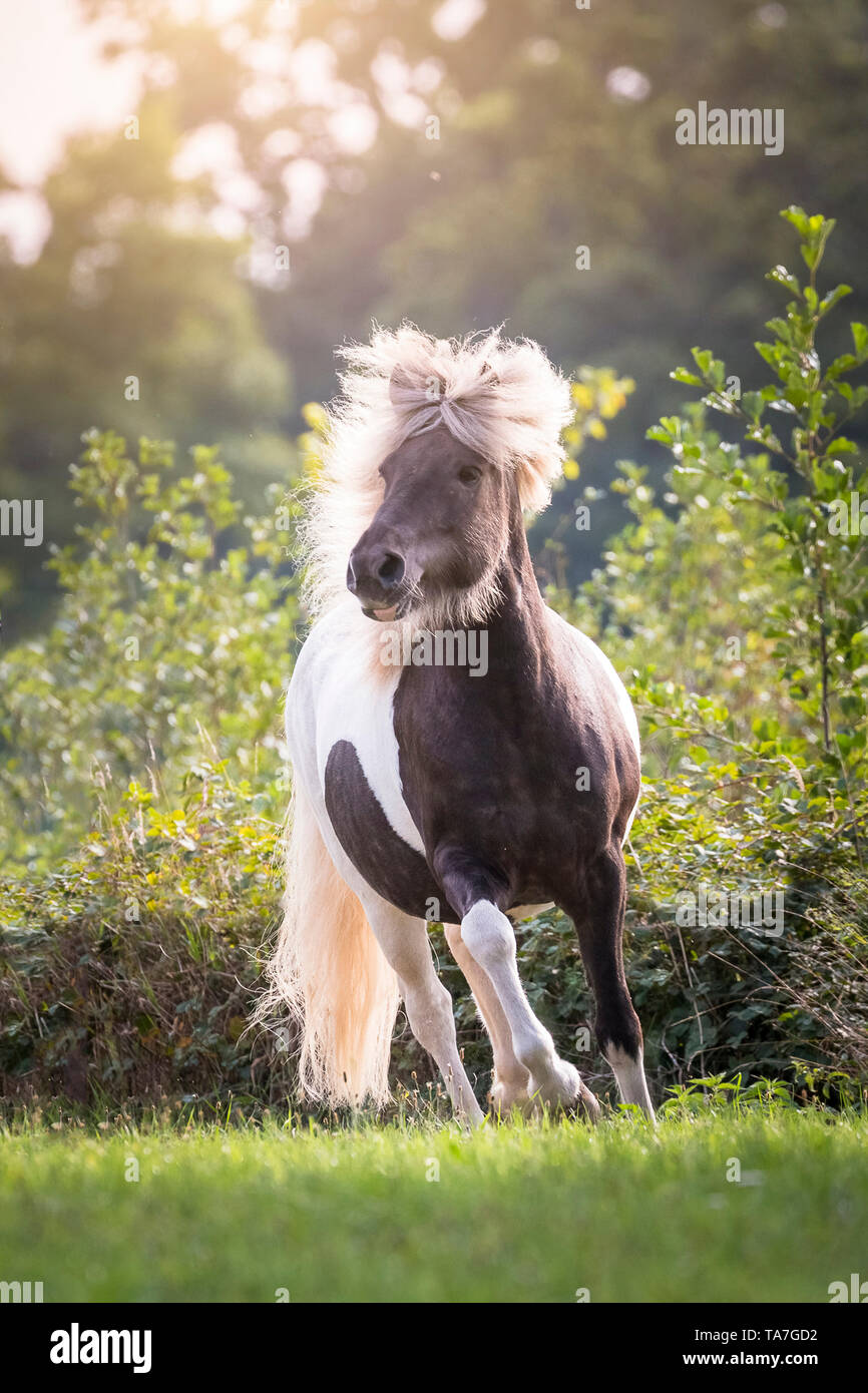 Islandpferd. Pinto Pferd im Galopp auf einer Wiese. Deutschland ...