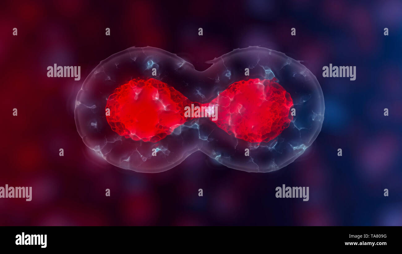 Embryonale Stammzellen oder Wachstum, Rehabilitation und Behandlung von ...