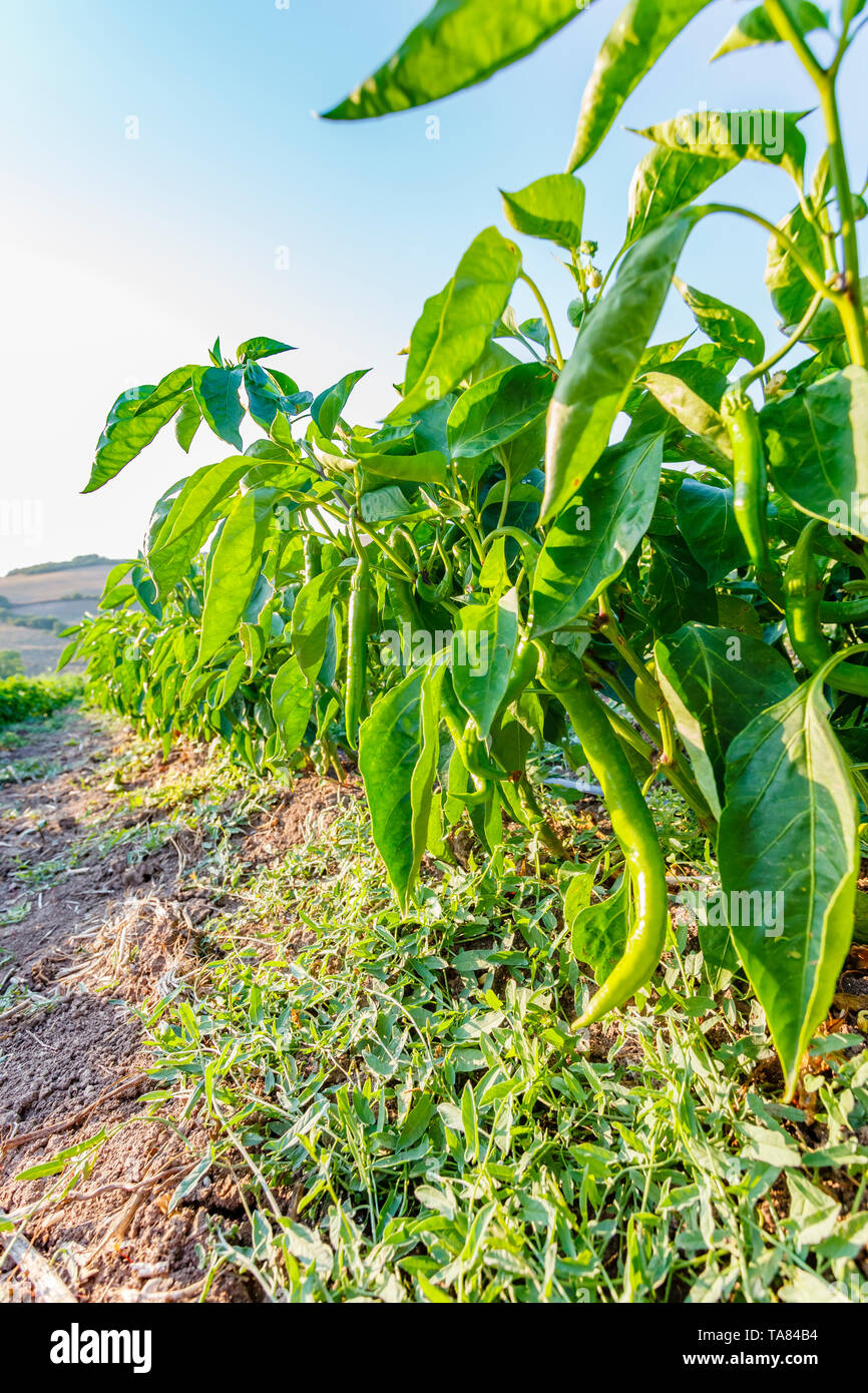 Pepper farm -Fotos und -Bildmaterial in hoher Auflösung – Alamy