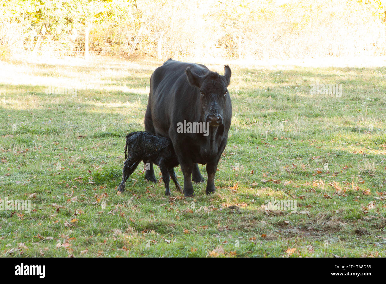 Cattle birth of calf -Fotos und -Bildmaterial in hoher Auflösung – Alamy