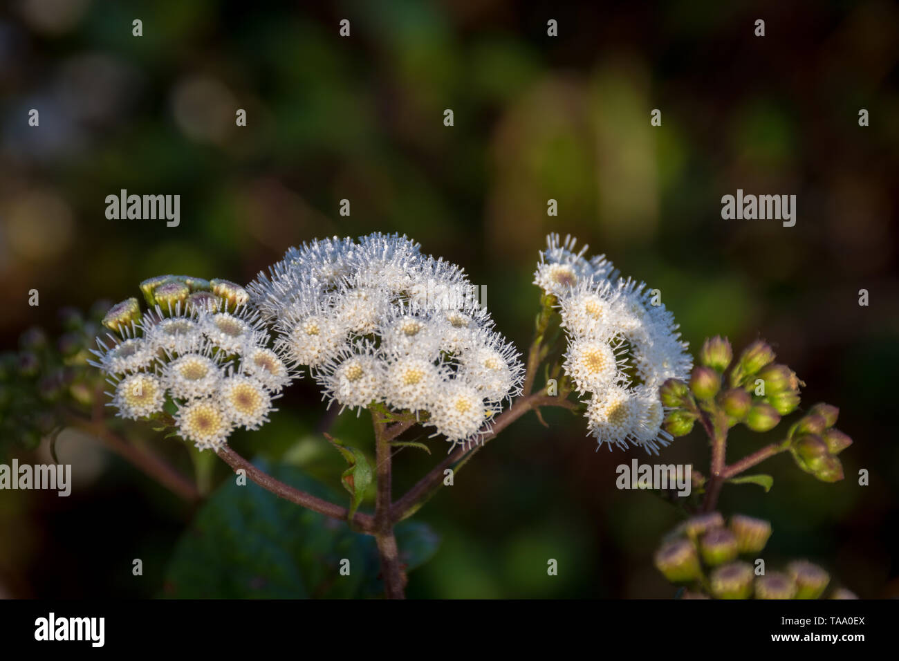 Eine Nahaufnahme von anaphalis Javanica oder als Java Edelweiss Blume ...