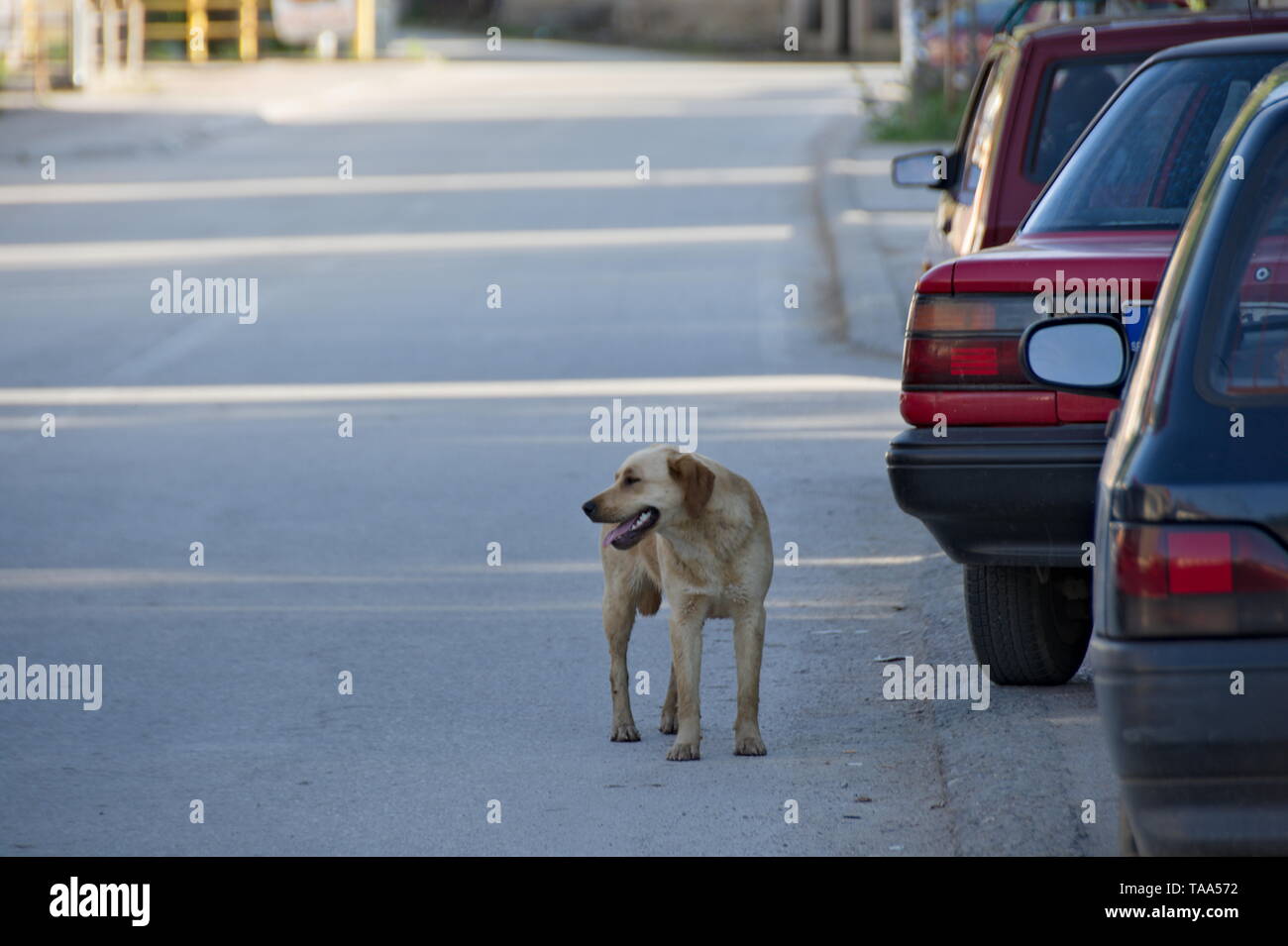 Streunender hund problem -Fotos und -Bildmaterial in hoher Auflösung ...