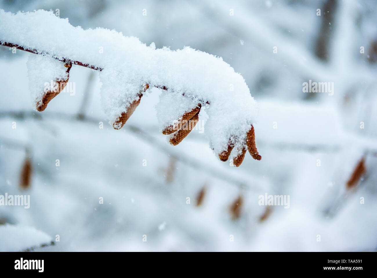 Hazelnut tree flower -Fotos und -Bildmaterial in hoher Auflösung – Alamy