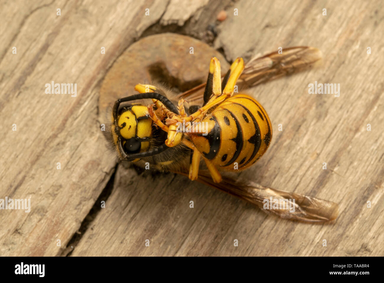 Wasp sting -Fotos und -Bildmaterial in hoher Auflösung – Alamy