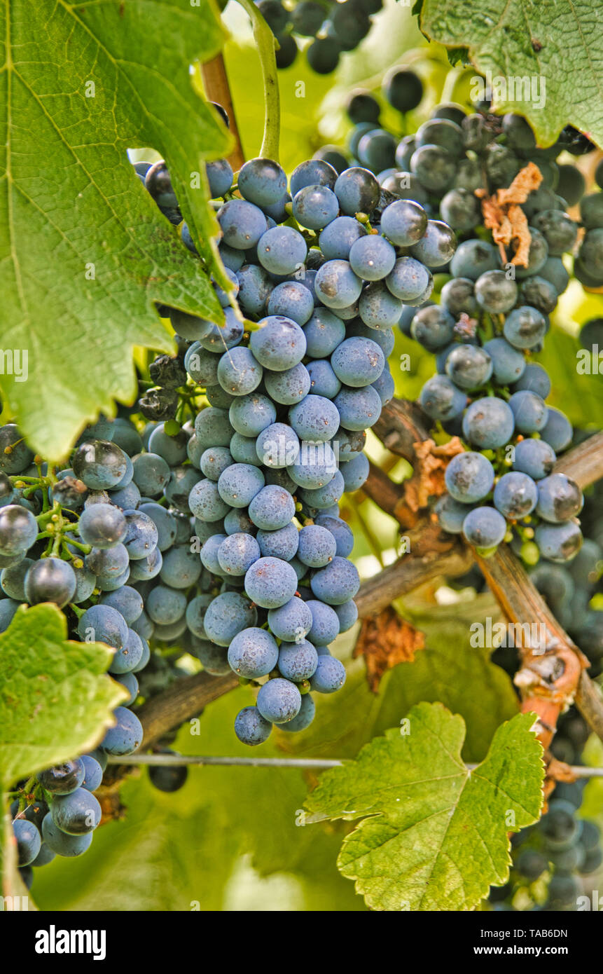 Cabernet sauvignon trauben -Fotos und -Bildmaterial in hoher Auflösung ...