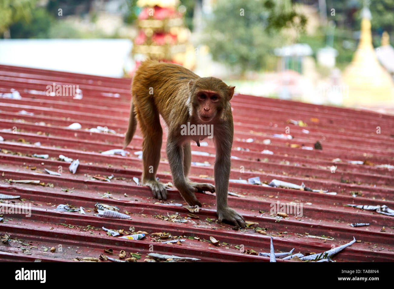 Fauna selvatica del myanmar -Fotos und -Bildmaterial in hoher Auflösung ...