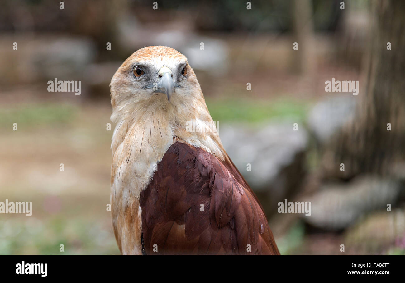Philippine eagle -Fotos und -Bildmaterial in hoher Auflösung – Alamy